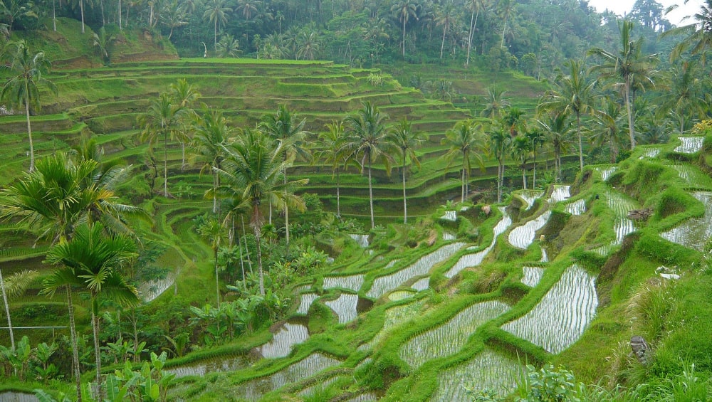 Essência de Bali